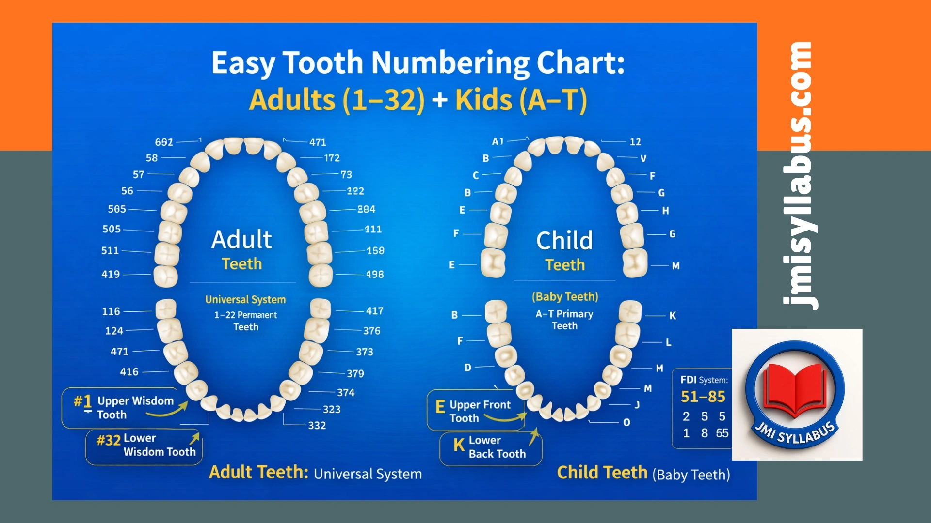 Easy Tooth Numbering Chart 1–32 + Kids Teeth Guide